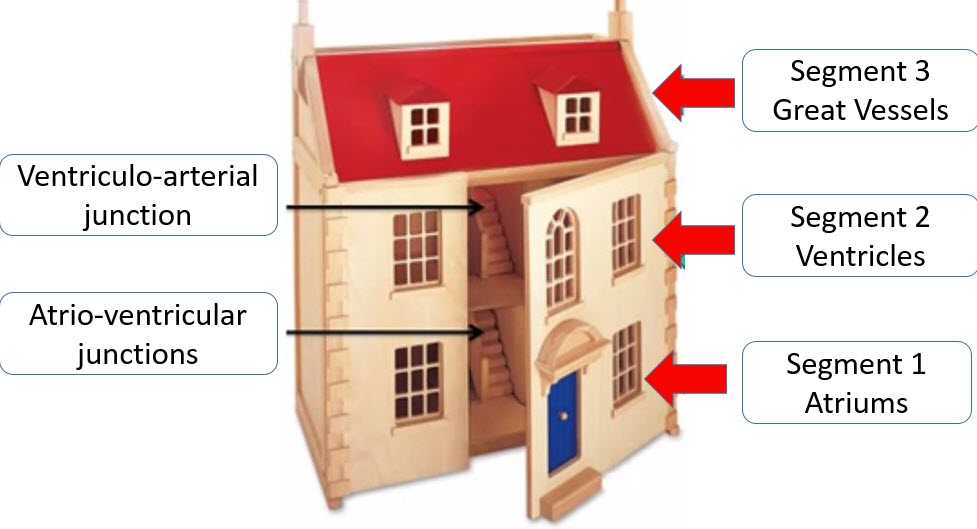 ECHO CARDIOGRAPHY Sequential segmental analysis - KIDS HEART FOUNDATION ...