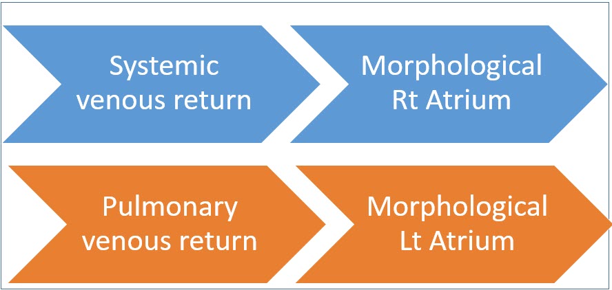 ECHO CARDIOGRAPHY Sequential segmental analysis - KIDS HEART FOUNDATION ...