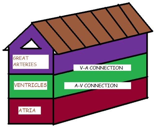 ECHO CARDIOGRAPHY Sequential segmental analysis | Congenital Heart Desk ...